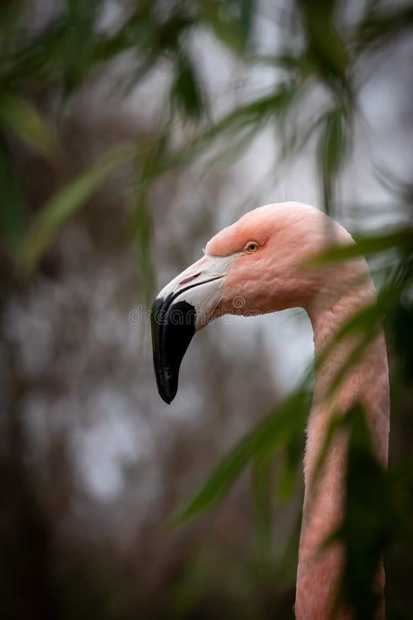 A Flamingo Standing in the Bushes Stock Image - Image of beautiful ...
