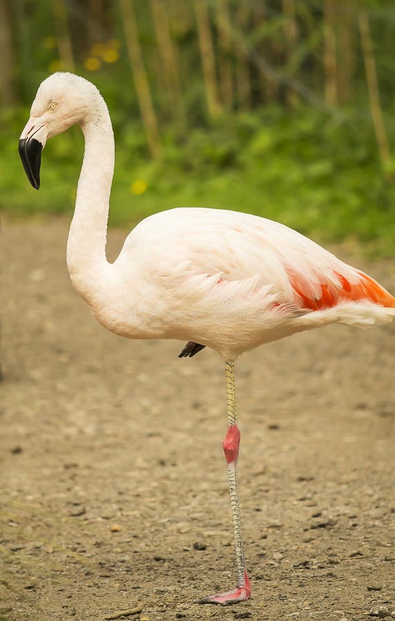 Flamingo stock image. Image of pink, colors, wildlife - 42461859