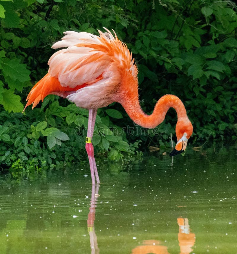 Flamingo standing in water stock image. Image of beak - 261719831
