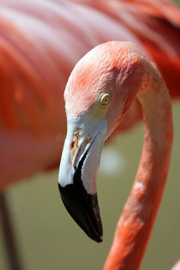 Flamingo stock photo. Image of wildlife, wilderness, nature - 43785938
