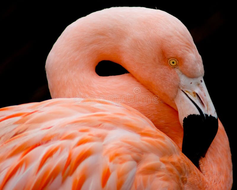 Single Flamingo on Black stock image. Image of florida - 8004825