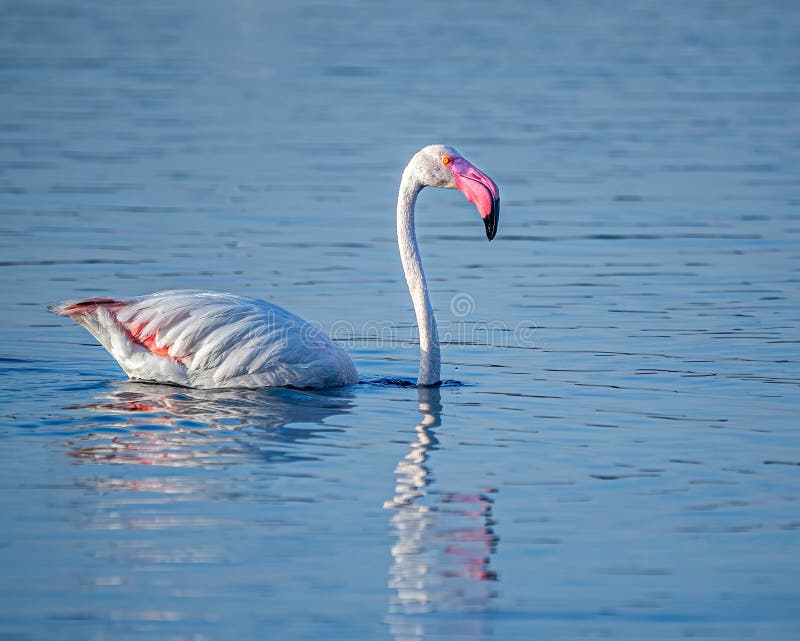 A flamingo swimming stock photo. Image of bird, nature - 270472226