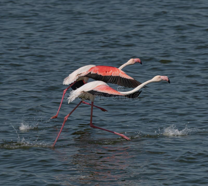 Flamingo taking off stock image. Image of action, wildlife - 246930805