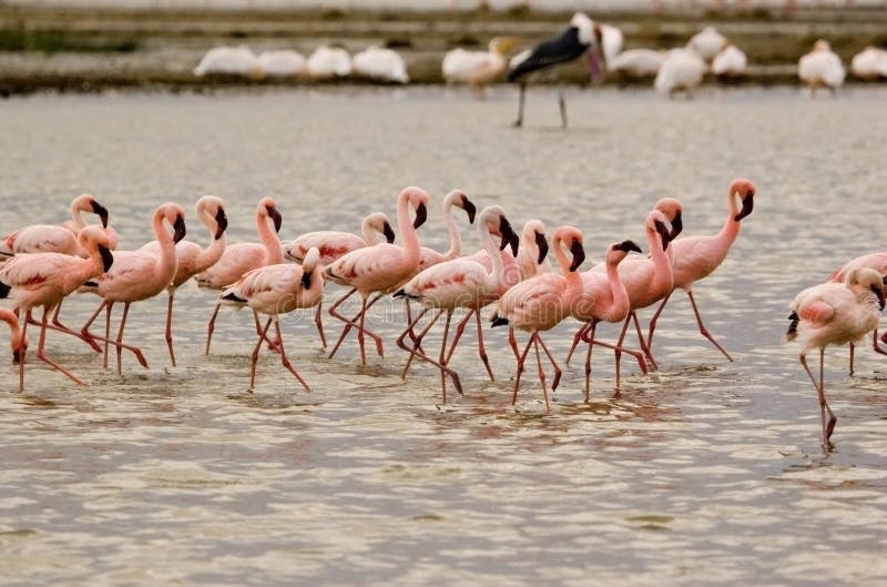 Flamingo team stock photo. Image of team, pink, nakuru - 2136126