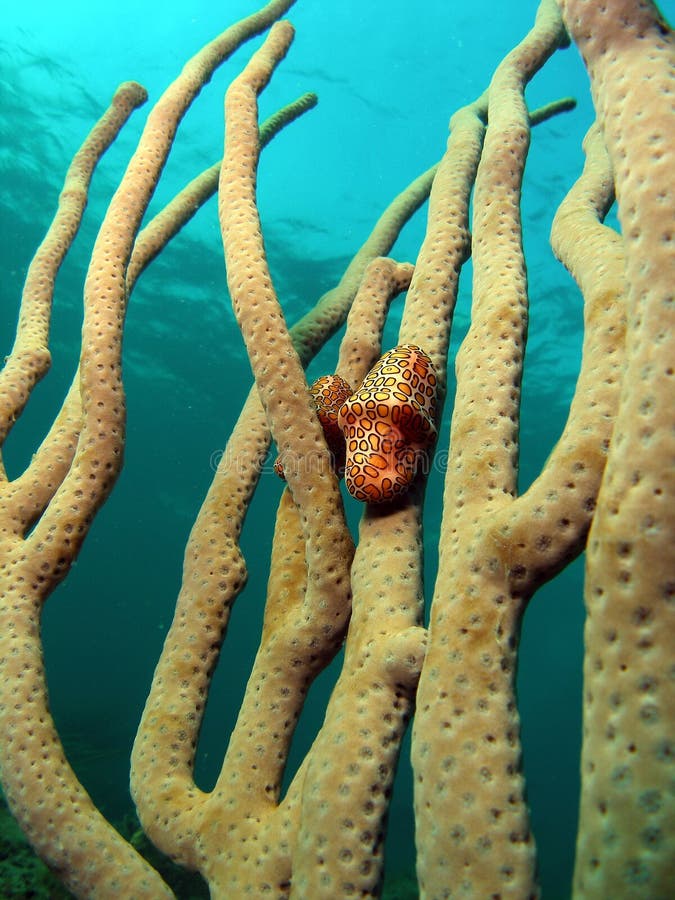 Flamingo Tongue Snail Coral Fern,roatan,honduras Stock Photo - Image of ...