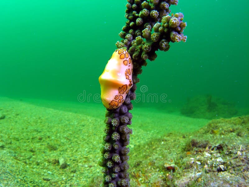 Flamingo Tongue Snail Coral Fern,roatan,honduras Stock Photo - Image of ...