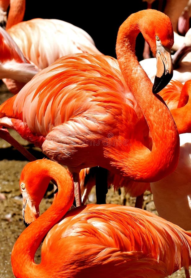 Flamingo, Vertebrate, Orange, Water Bird Picture. Image: 100628102