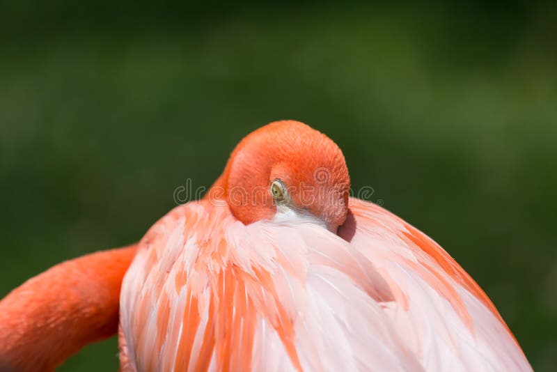 Flamingo View stock photo. Image of bird, flamingo, view - 53326262