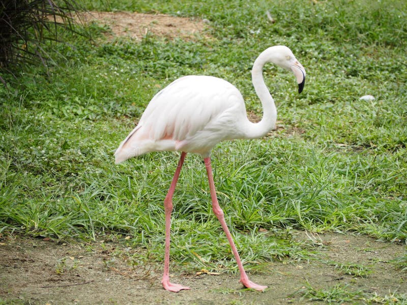 Flamingo stock image. Image of animals, flamingo, walk - 177895831