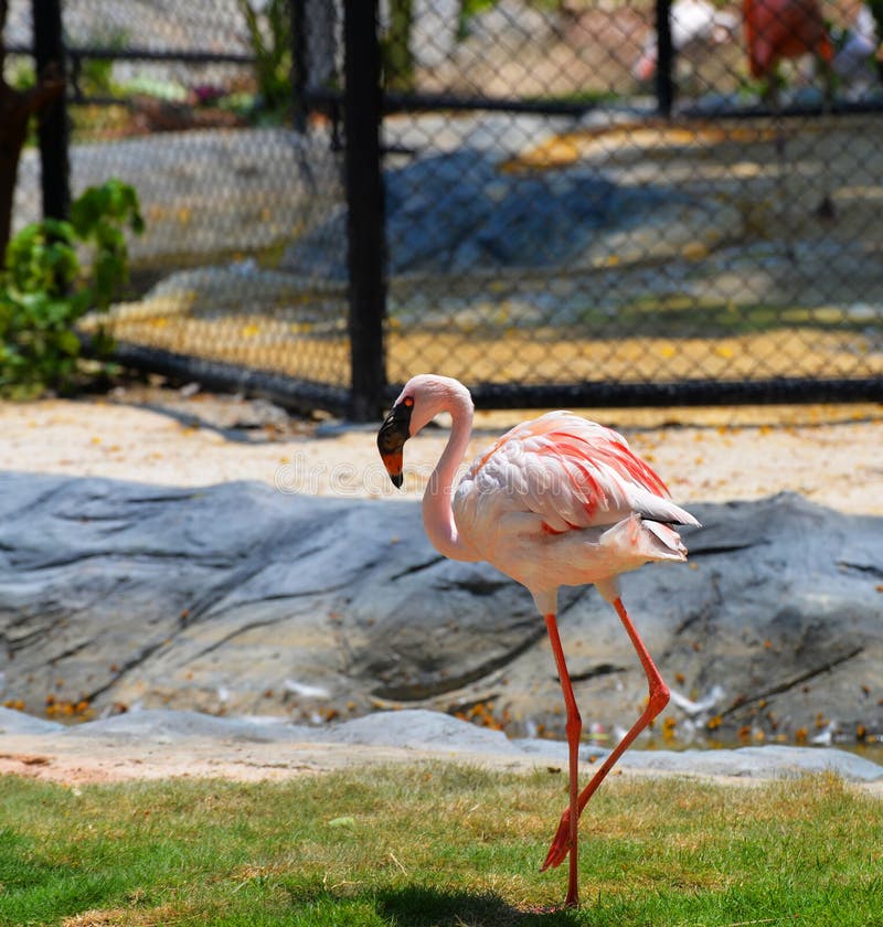 Flamingo walking stock image. Image of background, avian - 53451803