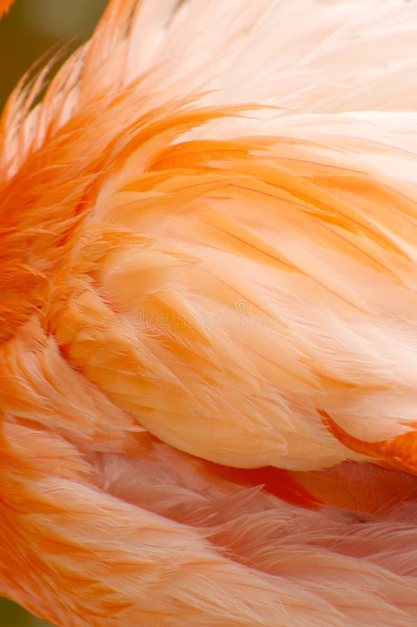 Flamingo Wing stock photo. Image of pink, wing, feathers - 40245608