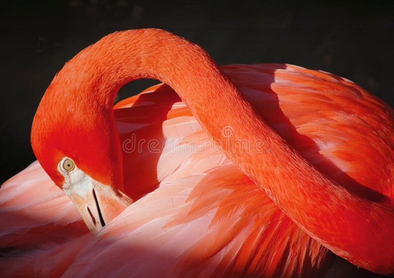 Flamingo Yoga pose stock image. Image of flowing, rose - 10873469