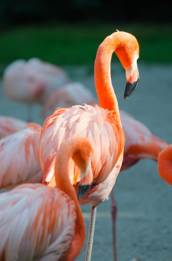 Flamingo love talk stock photo. Image of date, pink, avian - 3161290