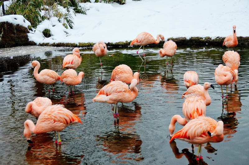 Flamingo in the Wintertime stock image. Image of cold - 122958119