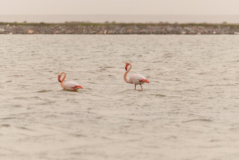 Flamingo Zwei Stock-Fotos - Download 1,795 Royalty Free Photos