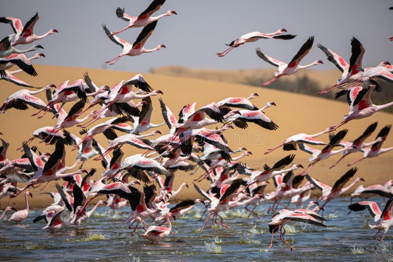 Flamingoes at Bird Paradise, Walvis Bay, Namibia Stock Photo - Image of ...