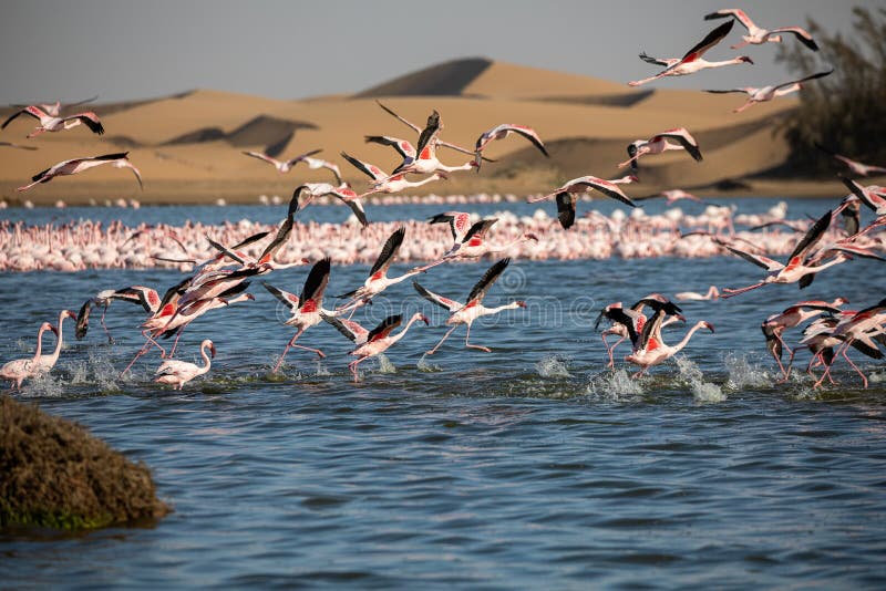 Flamingoes at Bird Paradise, Walvis Bay, Namibia Stock Image - Image of ...