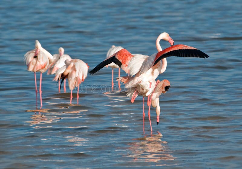 Flamingoes mating stock photo. Image of mating, flamingo - 9766414