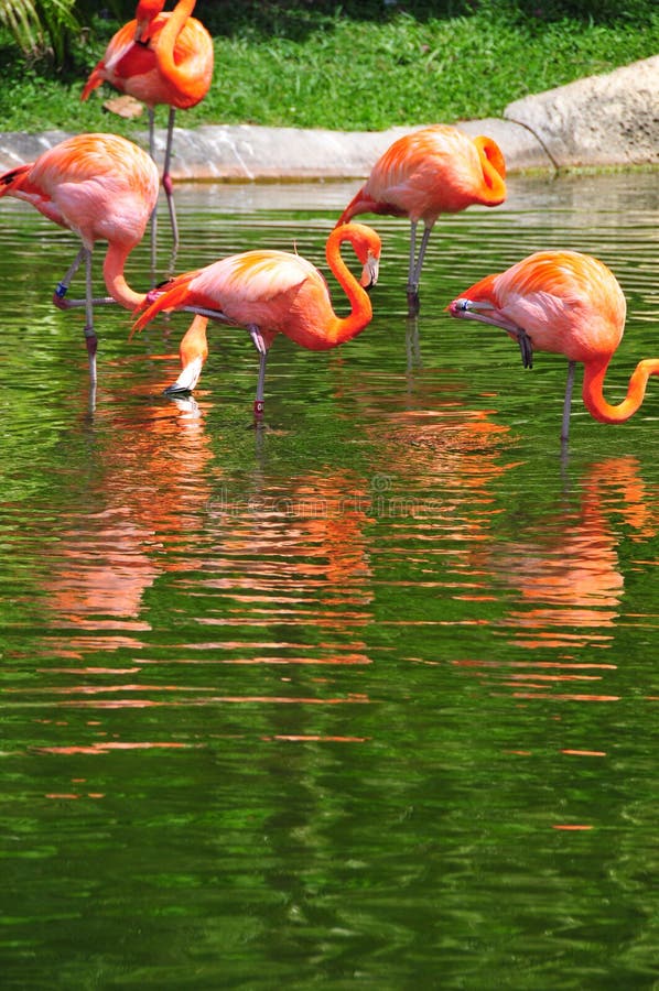 Magic flamingos stock image. Image of fantasy, card, fairy - 13580291