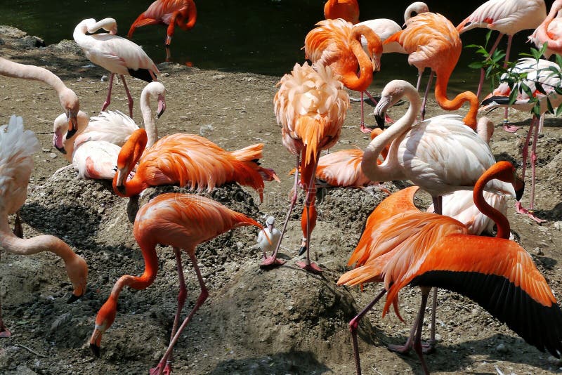 Flamingos in action stock photo. Image of lively, pink - 92941934