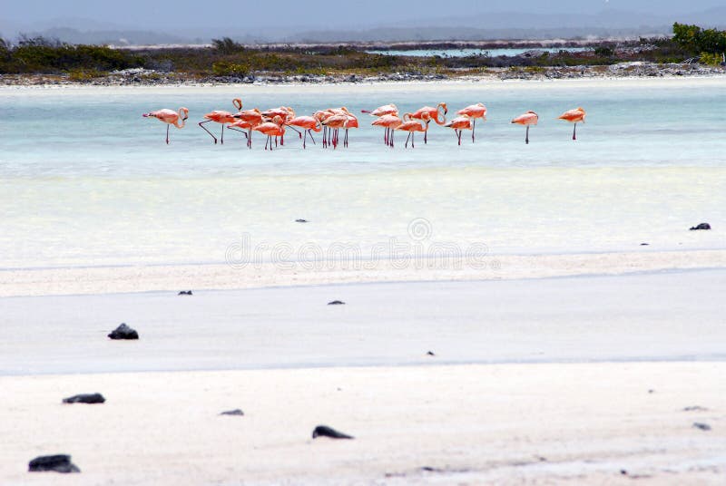 Bonaire Flamingos stock image. Image of bonaire, ocean - 41620297