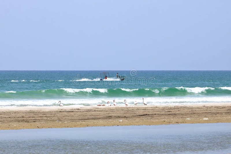 Flamingos Coastal Marsh Oman Near Salalah Stock Photos - Free & Royalty ...
