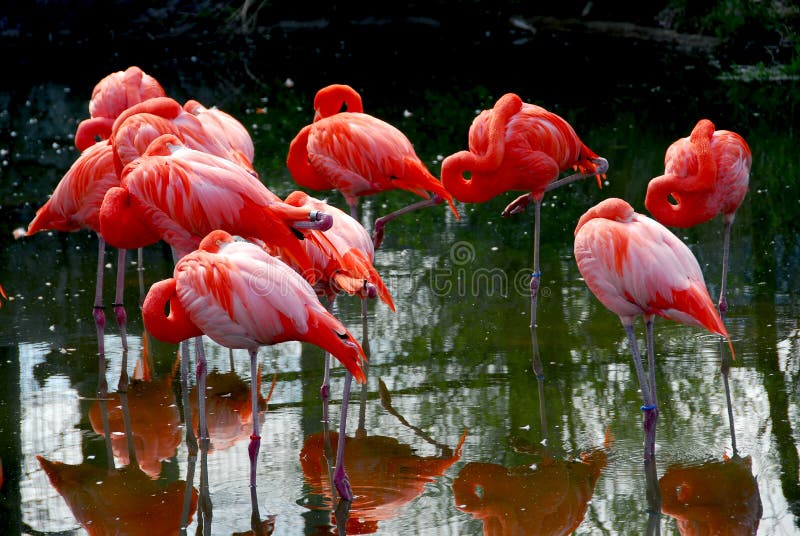 Flamingos cor-de-rosa foto de stock. Imagem de flamingos - 17802060