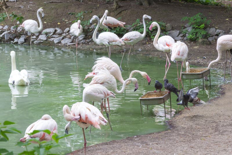 Flamingos Eat from the Feeding Trough. Environmental Protection Stock ...