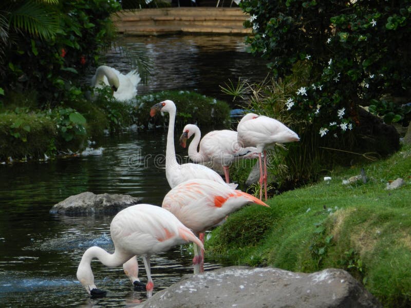 Flamingos stock photo. Image of flamingos, eating, hawaii - 68579506