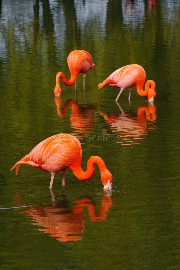 16+ Three flamingos Free Stock Photos - StockFreeImages