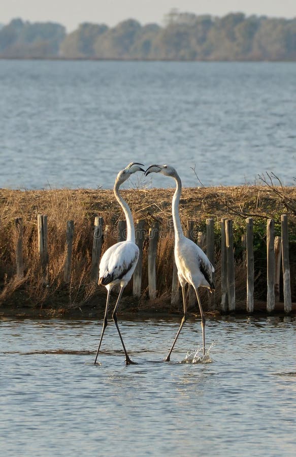 Flamingos fight stock image. Image of nature, lake, marsh - 34578121