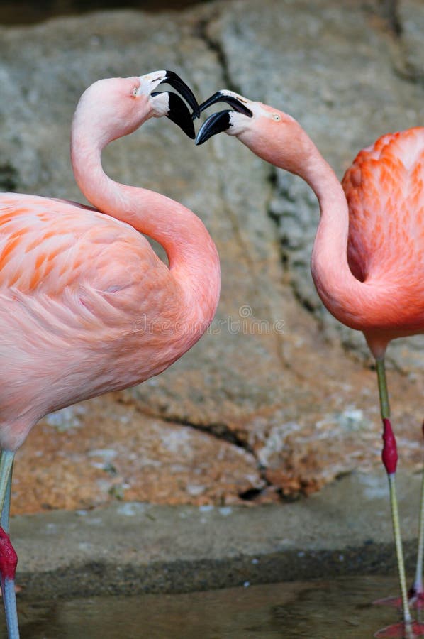 Flamingos fight stock image. Image of feathers, bird - 56250279