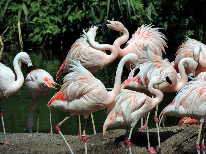 Flamingos stock image. Image of birdie, feather, eagle - 60761565