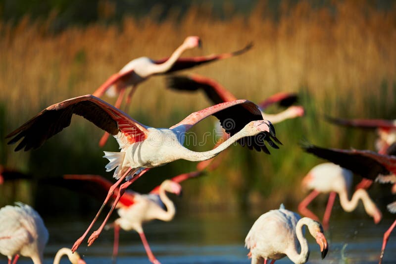 Flamingos in flight stock photo. Image of animal, wildlife - 70049194