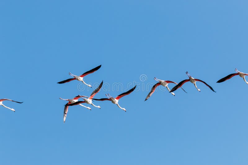 Flamingos in Flight Nature Reserves Italy Stock Photo - Image of beauty ...