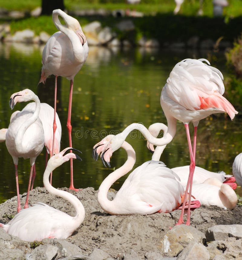 Flamingo flock stock image. Image of necked, outdoor - 18384657