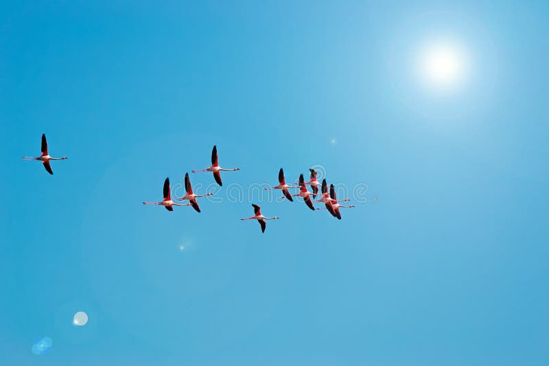 Flamingos flock stock image. Image of sardinia, rose - 31090337