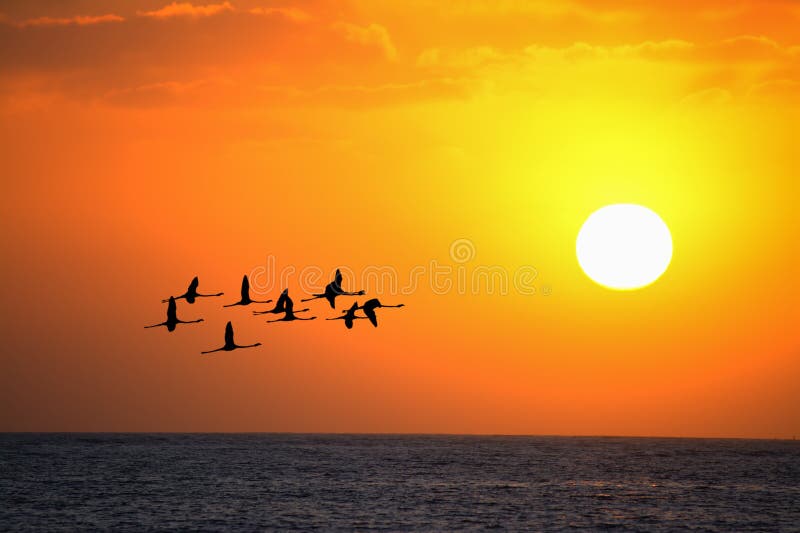Flamingos Flying at Sunset Under a Bright Sun Stock Image - Image of ...