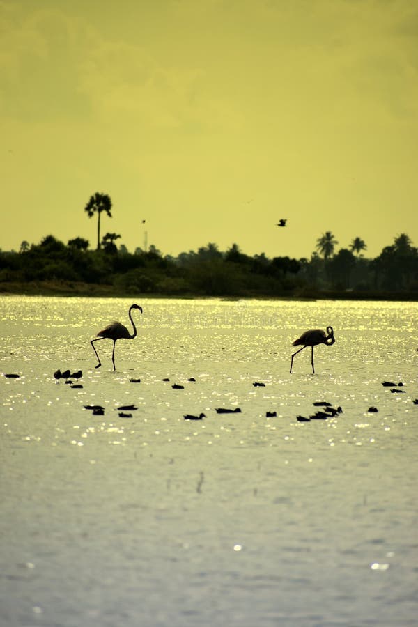 Flamingos glowing stock image. Image of wallpaper, sunrise - 176385167