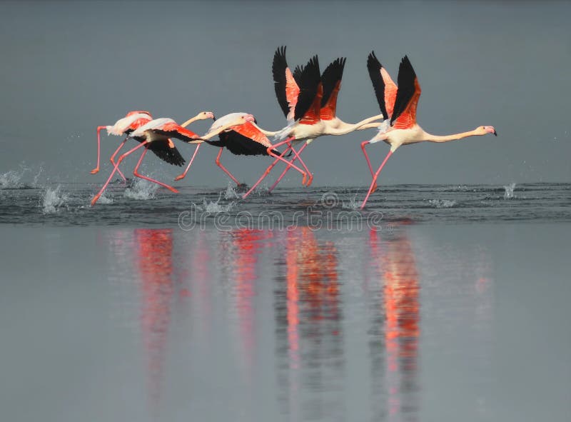 Flamingos stock image. Image of feather, background, neck - 42823139