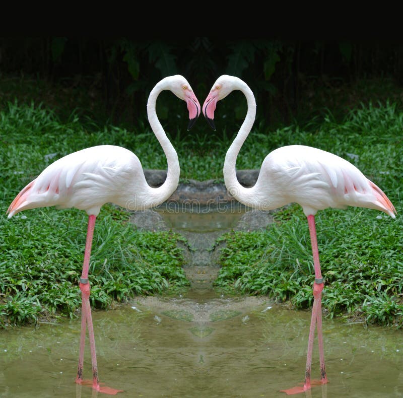 Flamingos in heart shape stock image. Image of lovers - 64458343