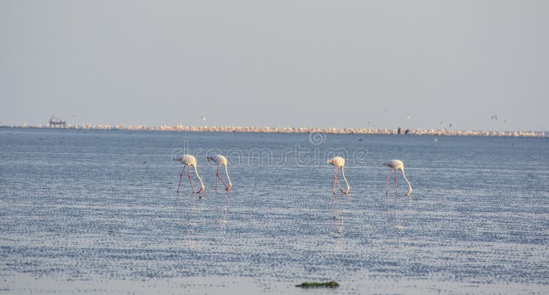 Flamingos hunting at beach stock image. Image of coast - 94073469