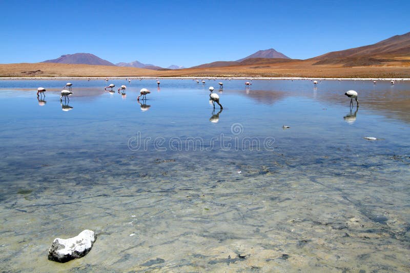 Flamingos on lake in Andes stock image. Image of destination - 24245591