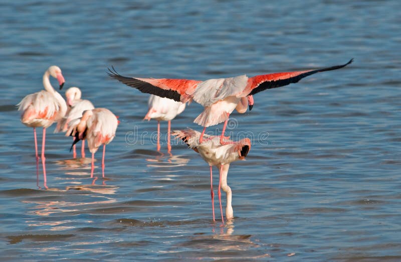 Flamingos mating stock image. Image of pink, lake, flamingo - 9766385