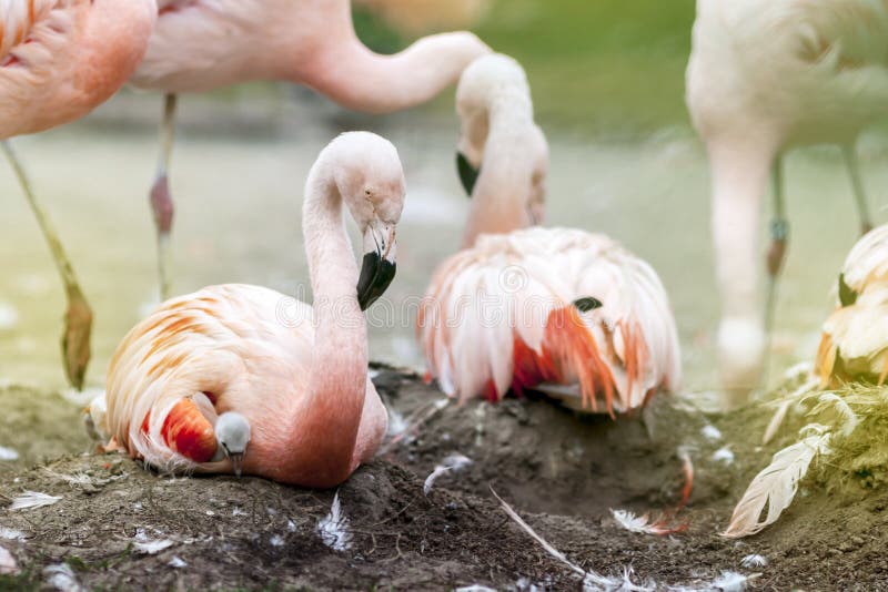 American Flamingo On The Nest Stock Photo - Image of miami, group: 83385490