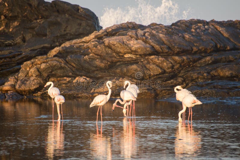 Flamingos by the ocean stock image. Image of spirulina - 75817889