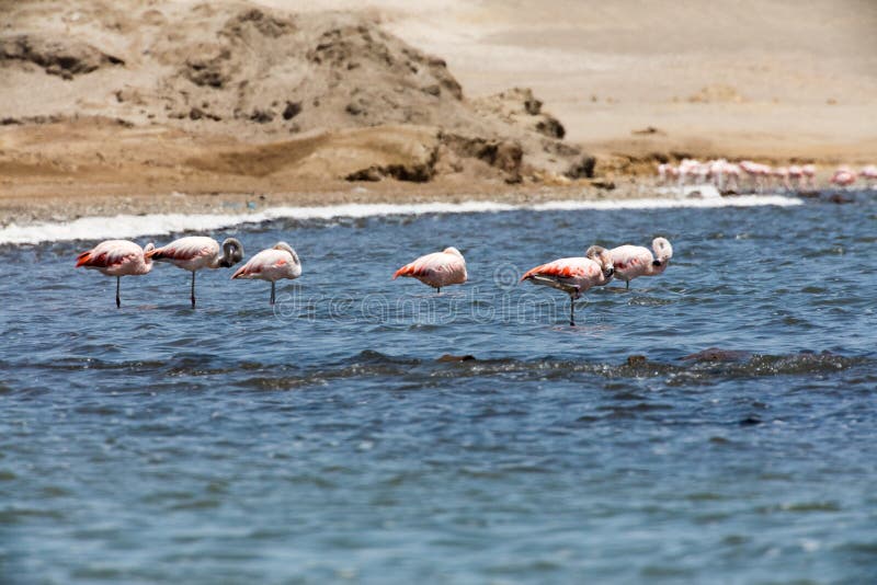 Flamingos in Paracas, Peru stock photo. Image of life - 139602320