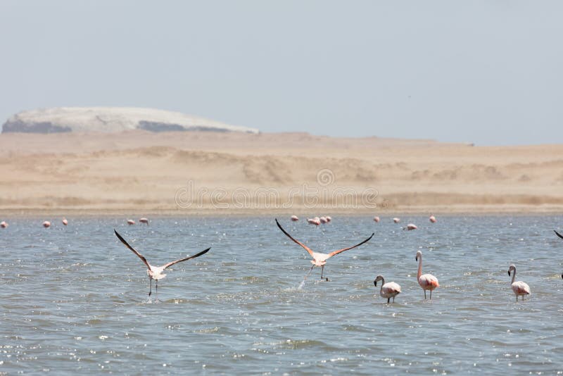 Flamingos in Paracas, Peru stock photo. Image of flamingo - 136514450