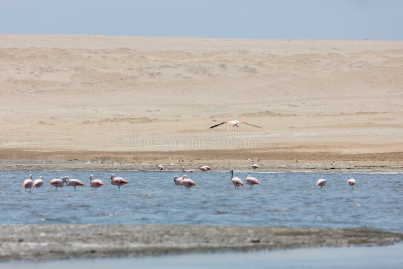 Flamingos in Paracas, Peru stock image. Image of desert - 138223383
