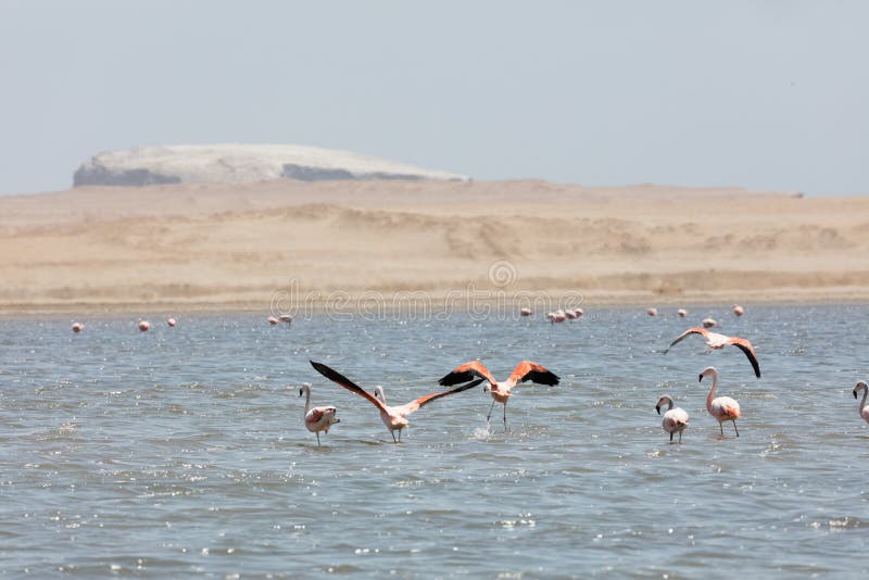 Flamingos in Paracas, Peru stock photo. Image of ballestas - 152087716